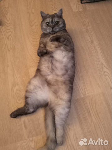 Кошечка Плюша в добрые руки, оказалось ненужной