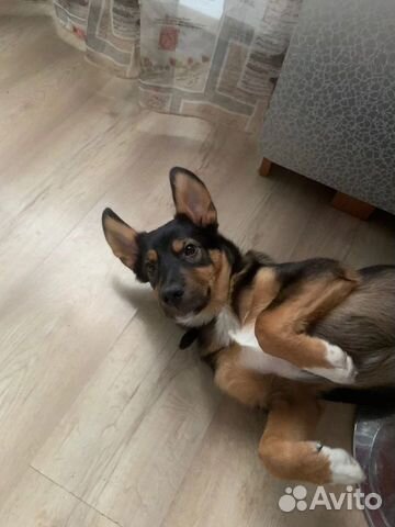 Сабака в добрые руки месяцев 7 примерно