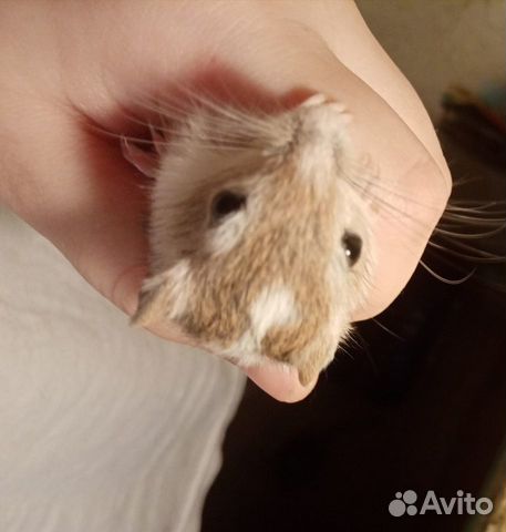 Монгольская песчанка