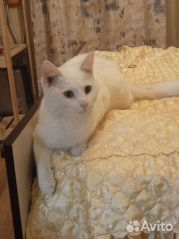 Белый кот, очень любвиобильный