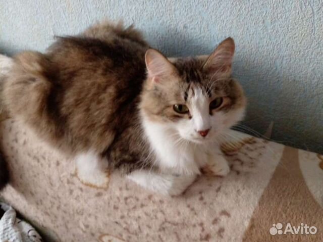 Котик ищет дом