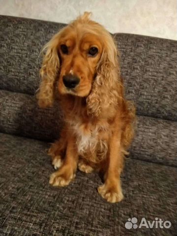 Кокер спаниель отдам питомца в добрые руки из за п