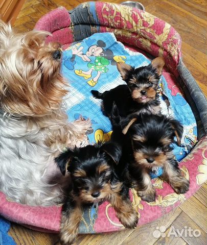 Йоркширский терьер щенки