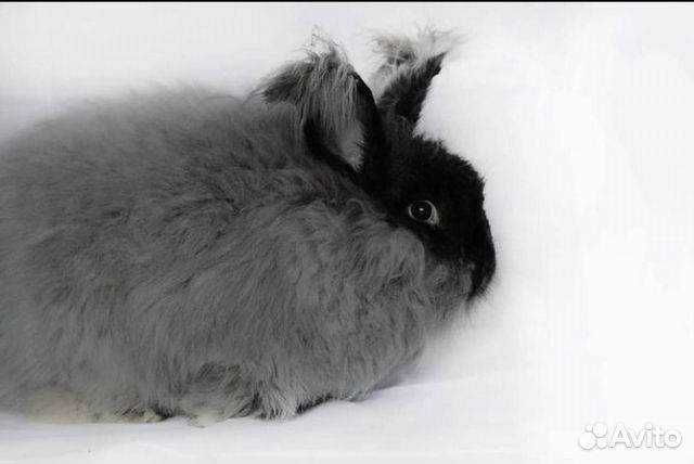 Кролики пуховые