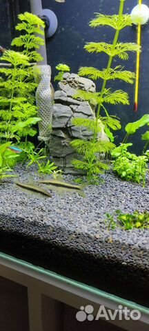 Сиамский водорослеед (CAE)