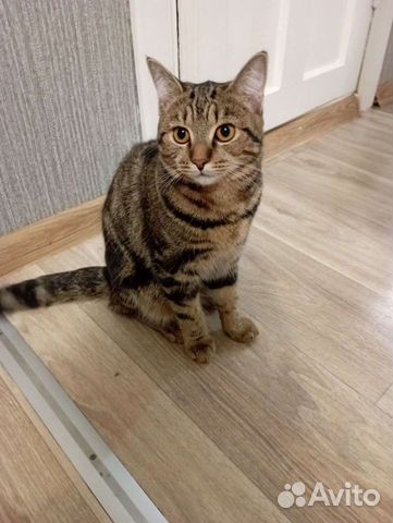 Кошка