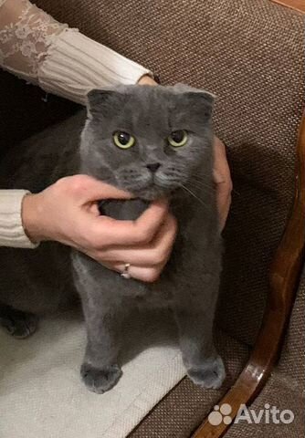 Вислоухая Британка девочка до 2 лет