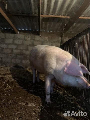 Кабан кастрированый