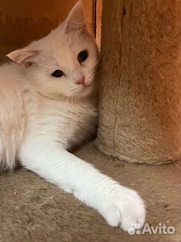 Кошечка Бэлла 1,5 года