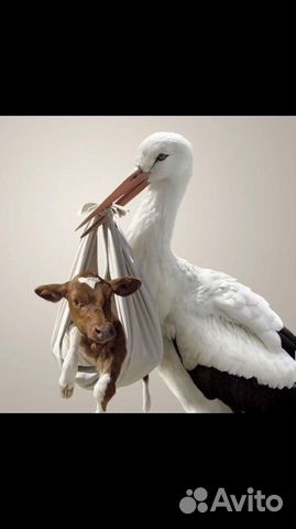 Продам быка