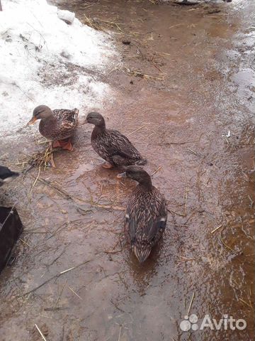 Подсадные утки