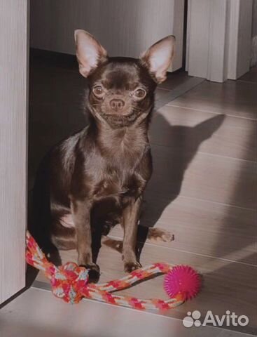 Тверской чихуахуа