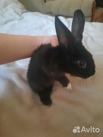 Декоративные кролики