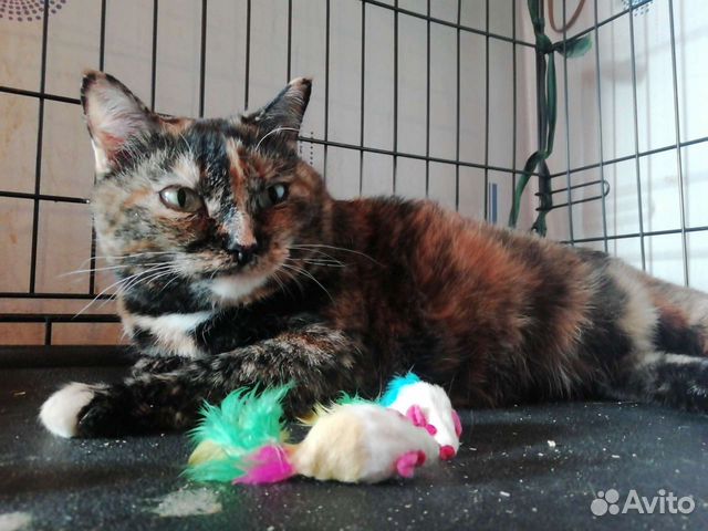 Кошка в дар