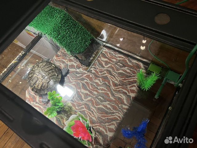 Красноухая черепаха с аквариумом