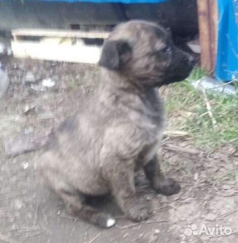 Щенки бесплатно