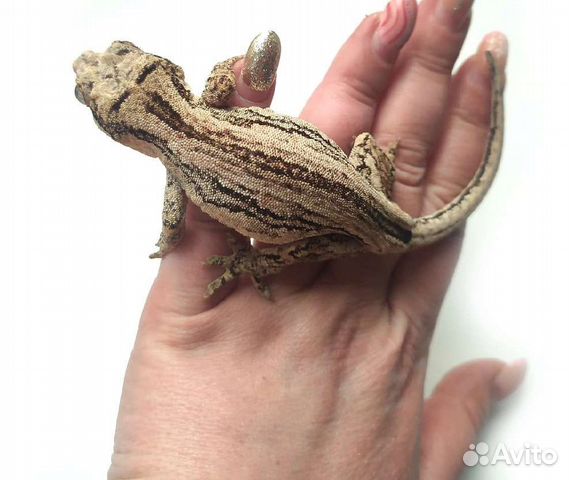 Геккон ушастый бананоед, самец, 1 год