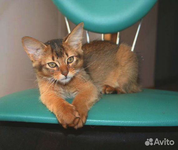 Сомалийская