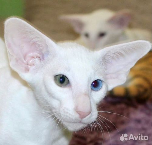 Ориентальные котята