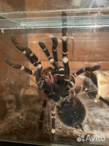 Паук птицеед Аcanthoscurria geniculata