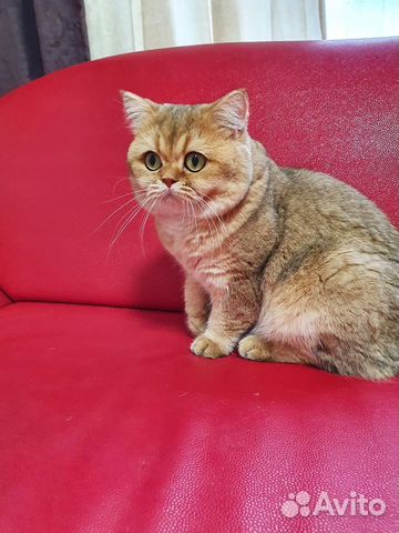 Котик