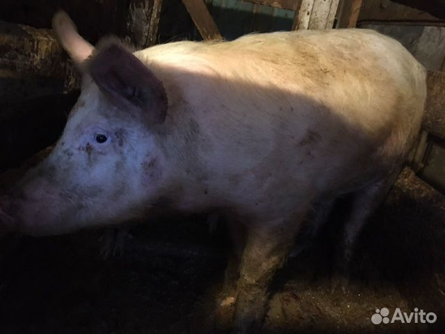 Хряк см/Ландрас