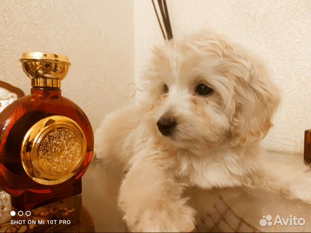 Настоящий Мальтипу ф1