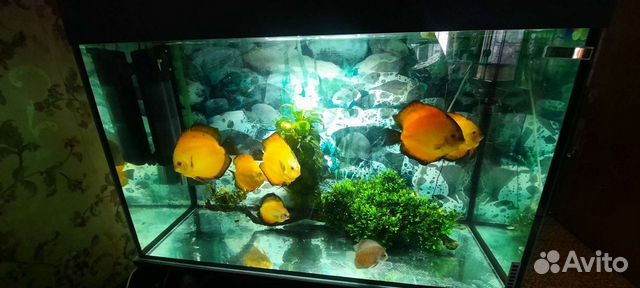 Дискусы с аквариумом