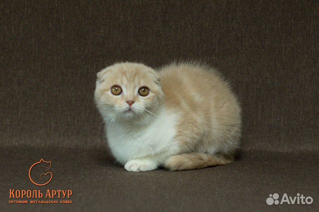 Дочка чемпиона Европы по вашей цене