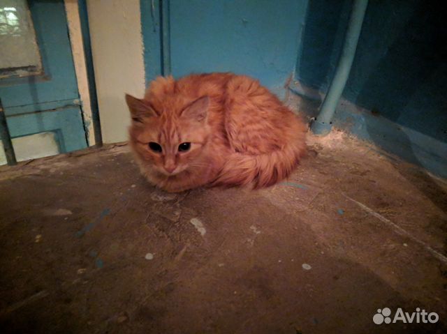 Бездомные котик и кошечка ищут дом