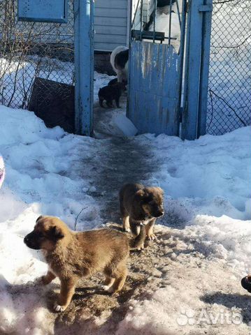 Собака в добрые руки