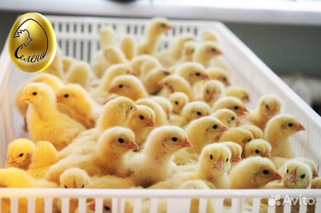 Суточные цыплята бройлера кобб 500 на 2-е апреля