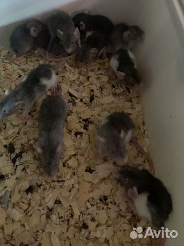 Крыса дамбо 1 мес