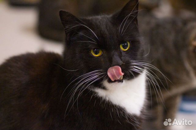 Кот Элвис ищет дом