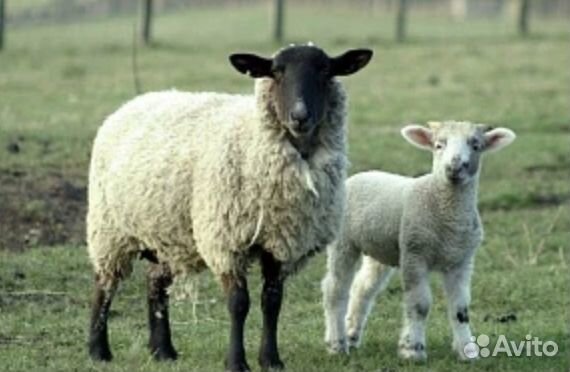 Овцы, куры, ягнята