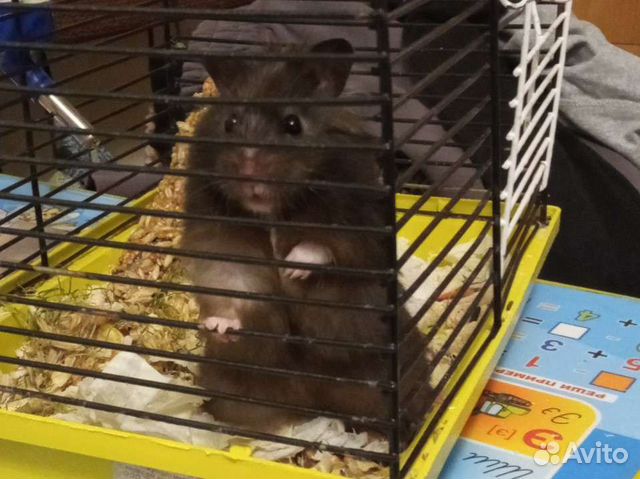 Серийский хомяк девочка