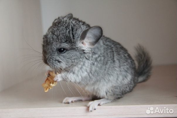 Шиншилла серый стандарт