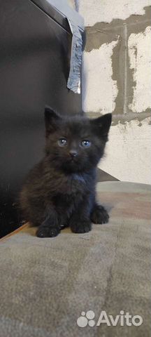 Котенок в дар