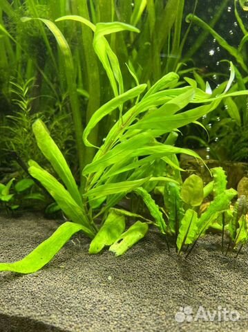 Аквариумные растения набор