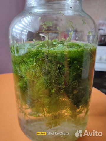 Водоросли для аквариума бесплатно(за шоколадку)