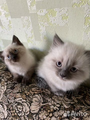 Балинезийские котята