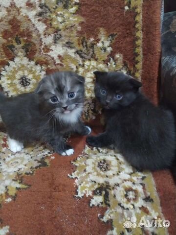 Котята рождественские, вислоухие