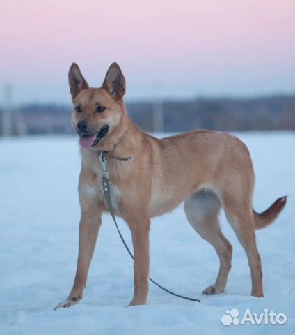 Рыжая собака Джули в добрые руки
