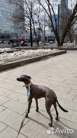 Ксолоитцкуинтли мексиканская голая под вязку