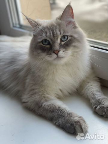 Кот, Невская маскарадная, 1 год