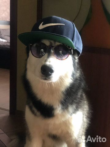 Кабель на вязку, хаски. Родословная все документы