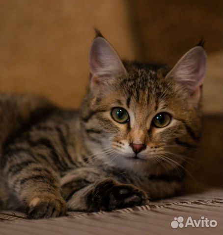 Роскошная стерилизованная кошечка
