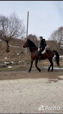 Жеребец карачаевской породы