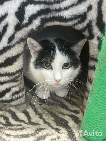 Кот 2 года