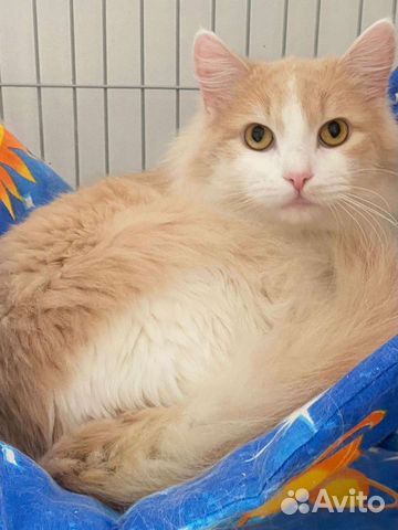 Котик Зефирчик